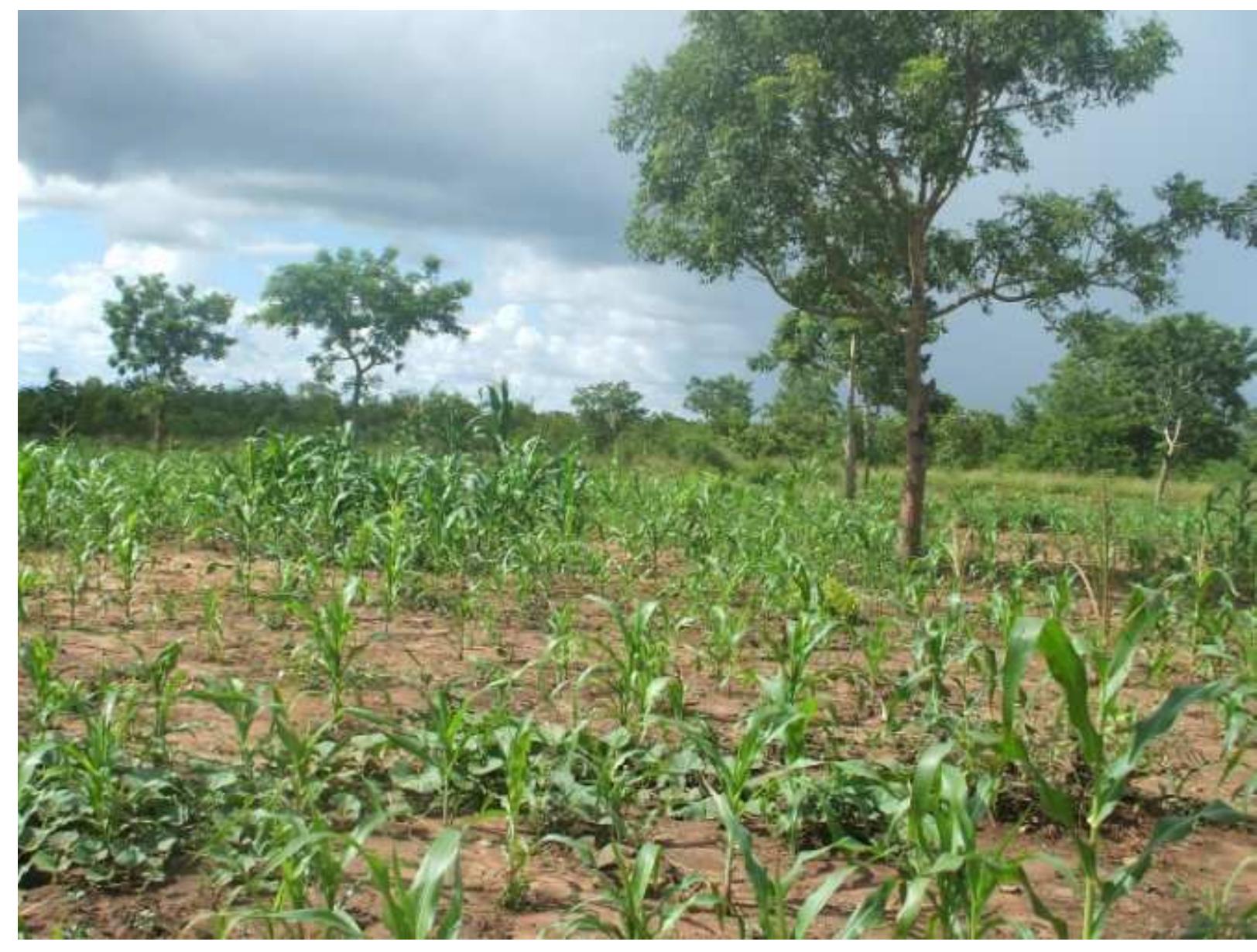 Example of maasai farm growing maize. source: allison