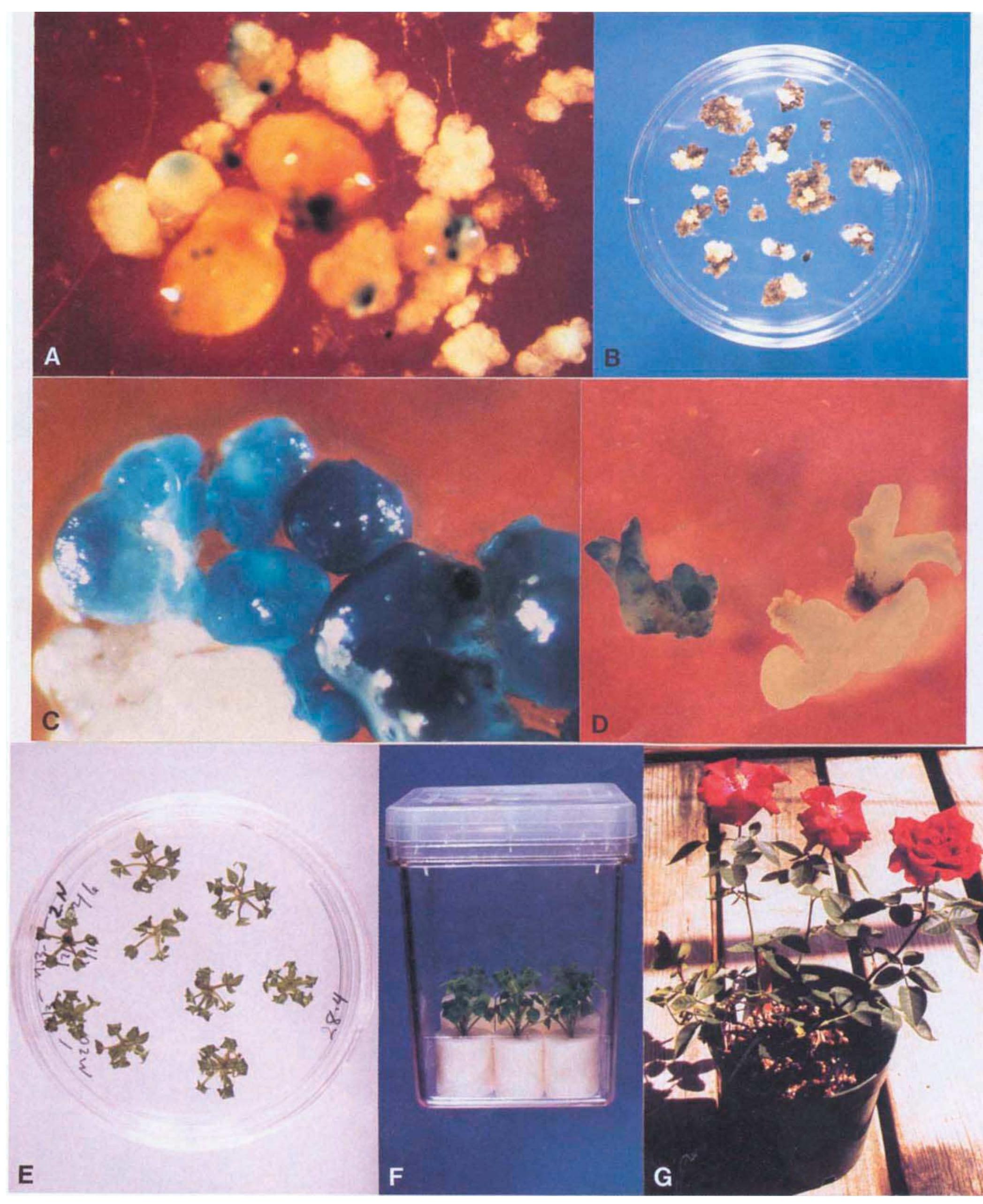 Gus activity. (d) a mature somatic embryo showed to be gus-