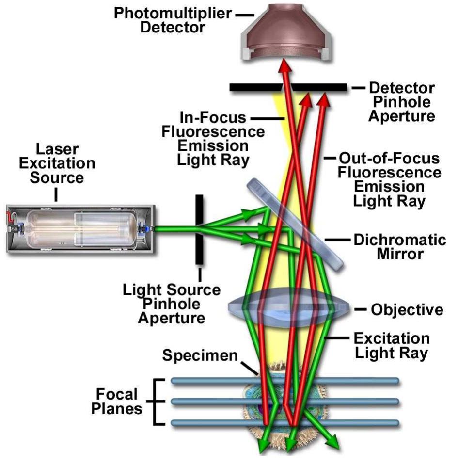 Schematic diagram of the optical pathway and principal