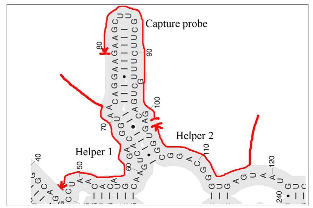 The secondary structures of e. coli 0157:h7' 16s rrna