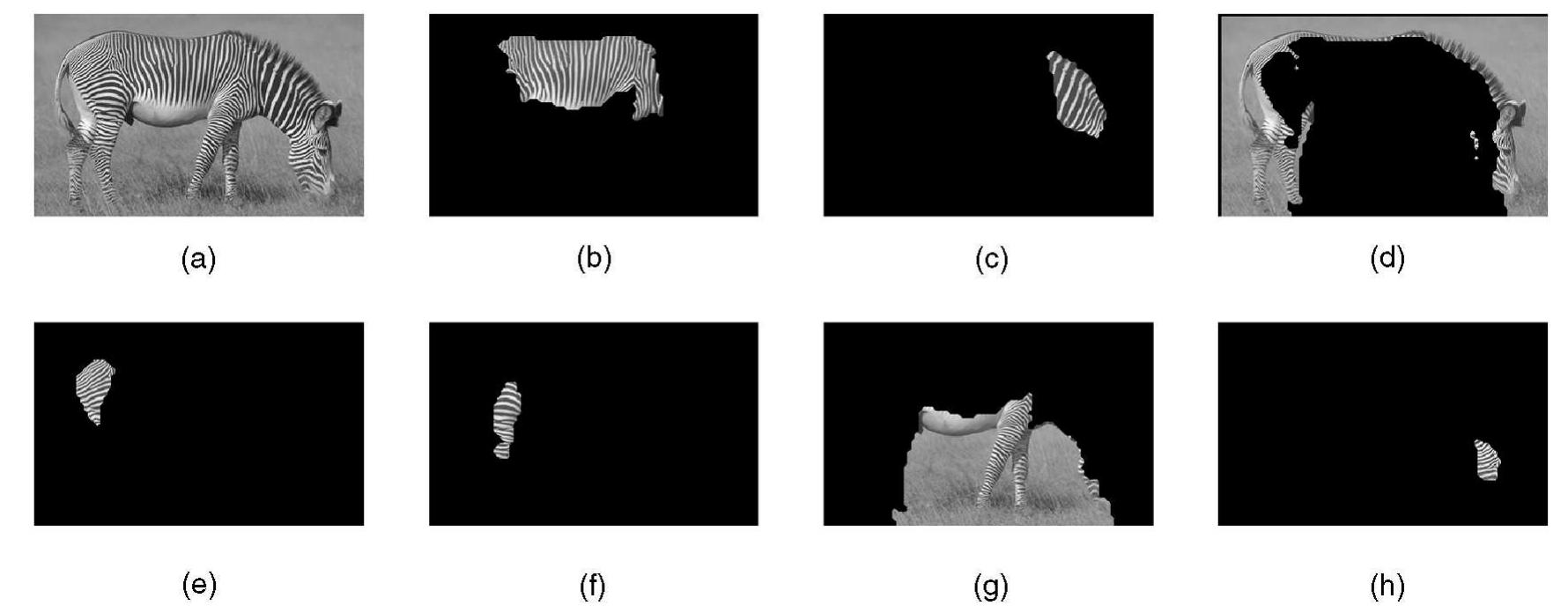 (a) shows an image of a zebra. the remaining images show the