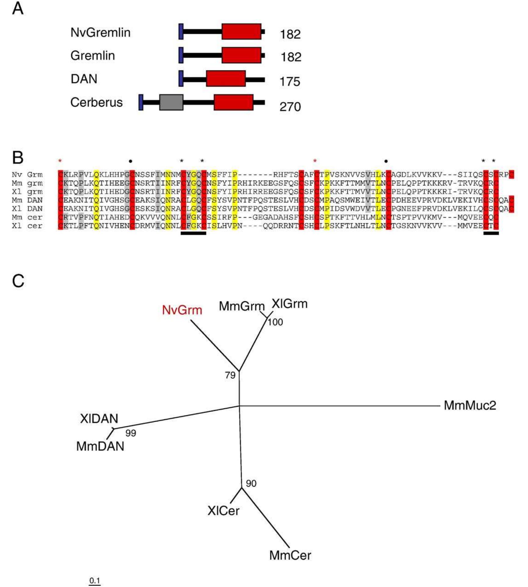 Characterization of nematostella gremlin. (a) schematic