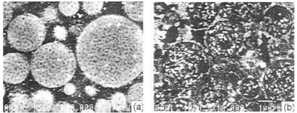 11. scanning electron microscope images of sodium-doped 5pm