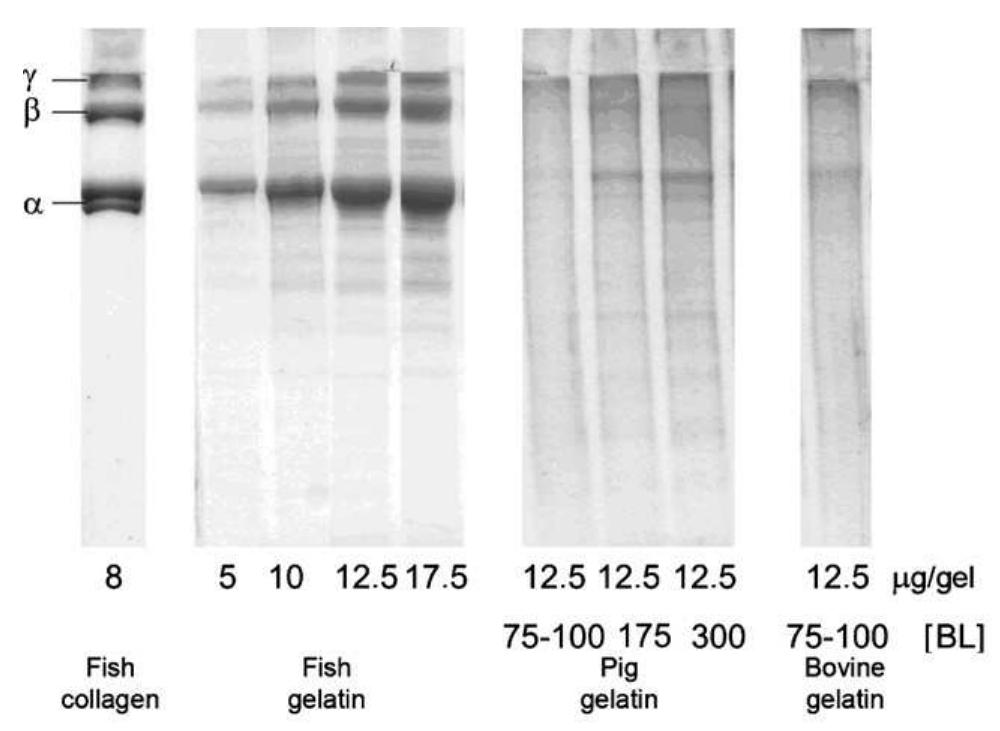 Sds-page patterns of cod skin collagen and gelatins of