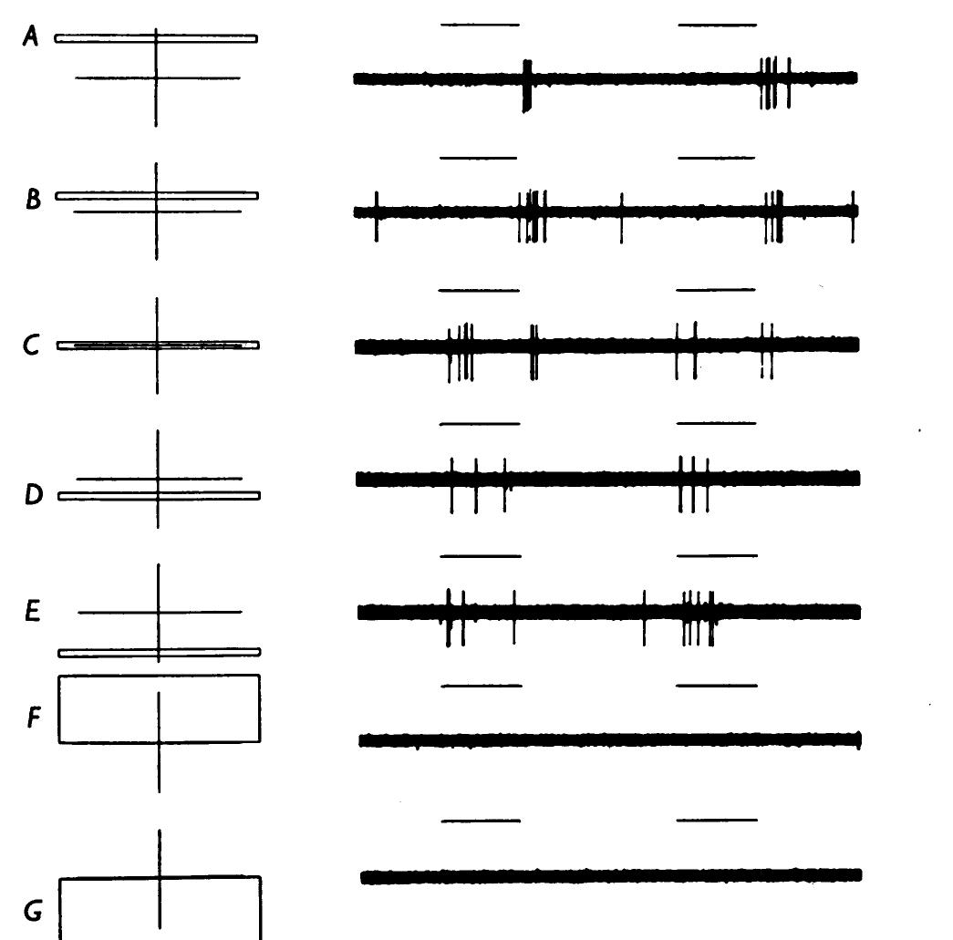 Pdf Receptive Fields Binocular Interaction And Functional Architecture In The Cats Visual Cortex