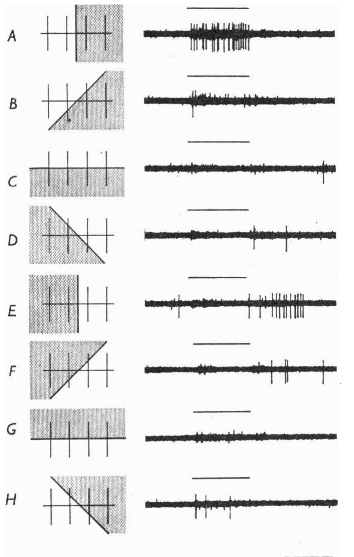 Pdf Receptive Fields Binocular Interaction And Functional Architecture In The Cats Visual Cortex