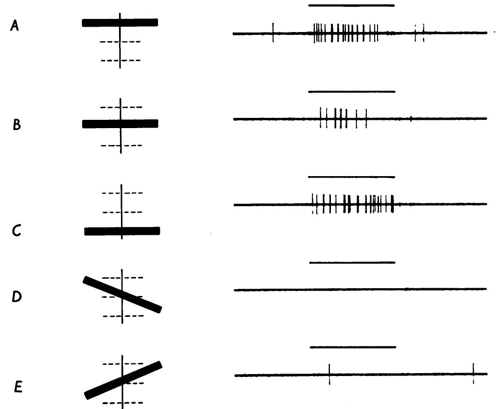 Pdf Receptive Fields Binocular Interaction And Functional Architecture In The Cats Visual Cortex