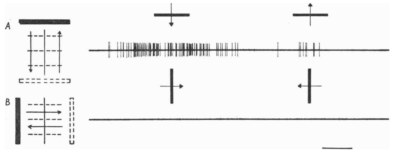 Pdf Receptive Fields Binocular Interaction And Functional Architecture In The Cats Visual Cortex