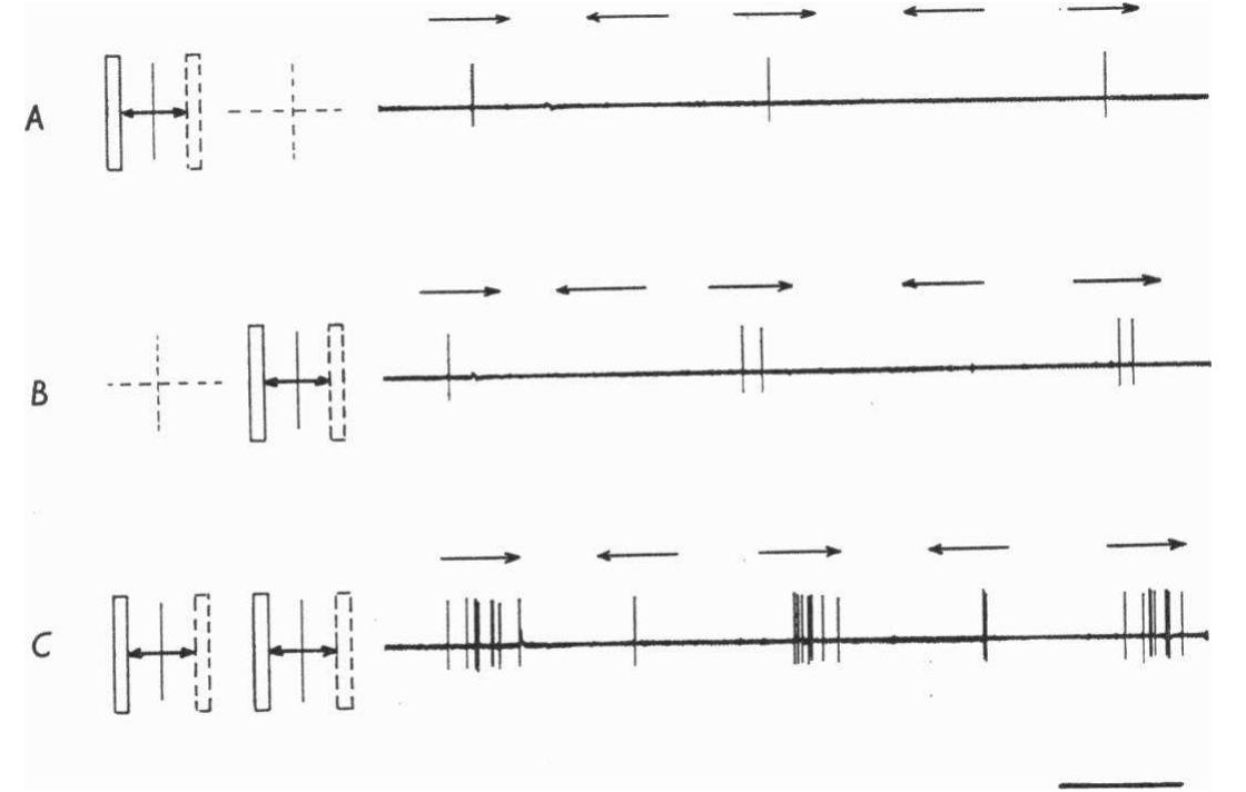 Pdf Receptive Fields Binocular Interaction And Functional Architecture In The Cats Visual Cortex