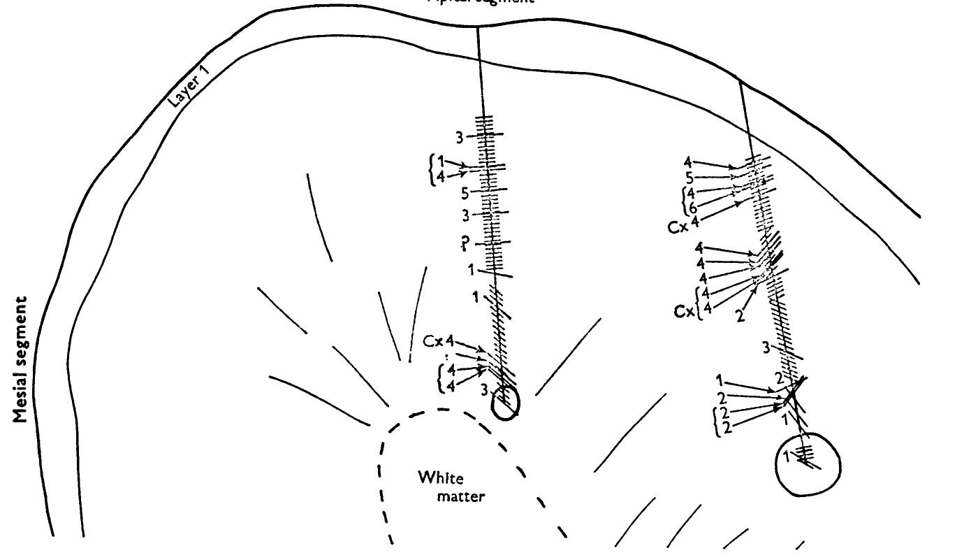 Pdf Receptive Fields Binocular Interaction And Functional Architecture In The Cats Visual Cortex