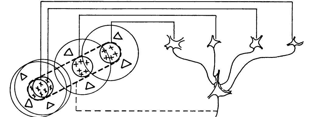 (PDF) Receptive fields, binocular interaction and functional architecture in the cat's visual cortex