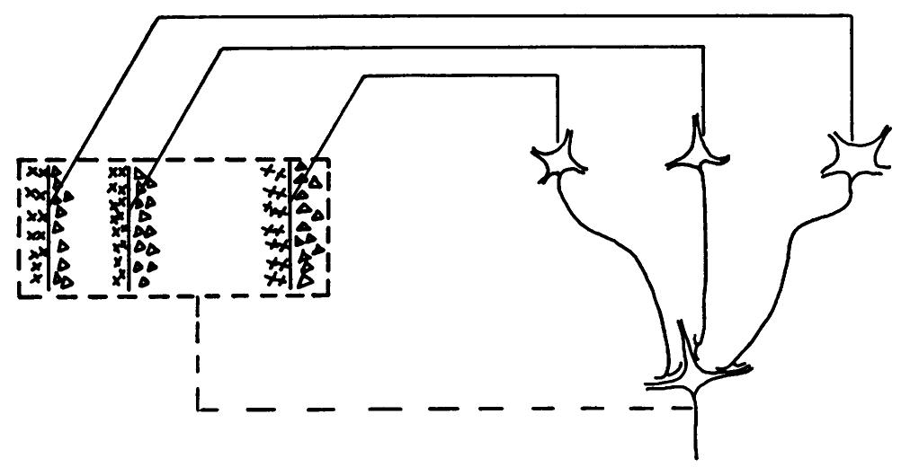 Pdf Receptive Fields Binocular Interaction And Functional Architecture In The Cats Visual Cortex