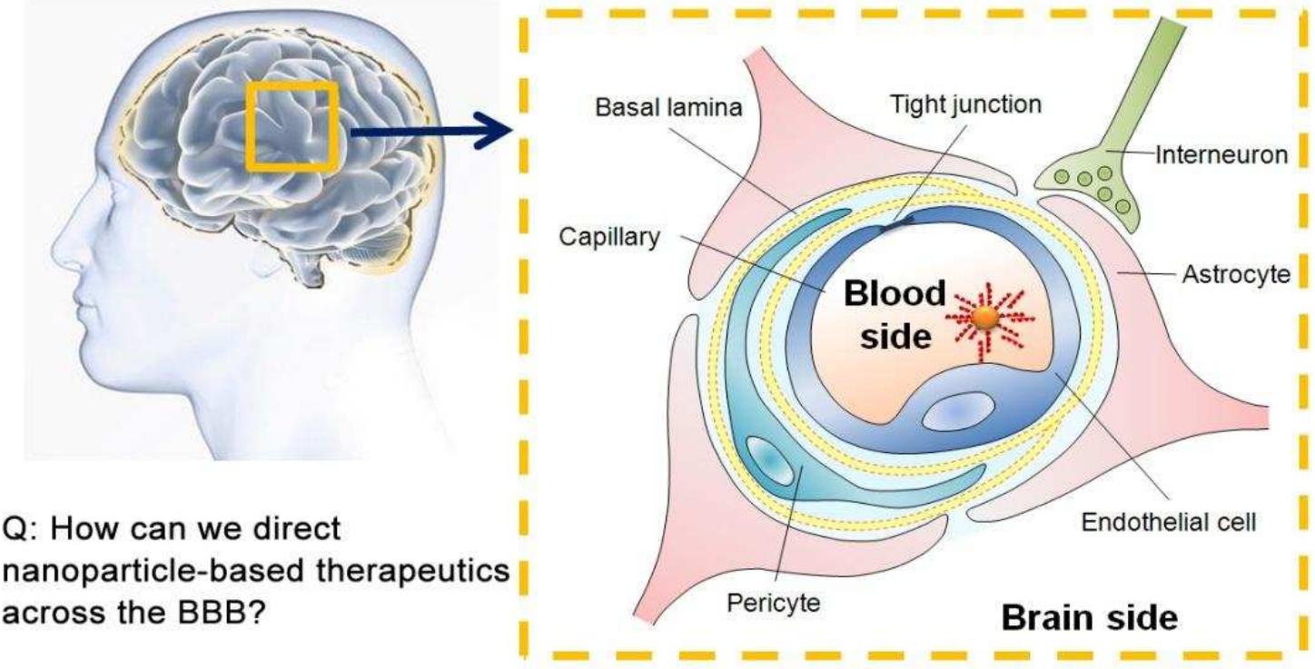 - schematic representation of blood brain barrier (bbb) the