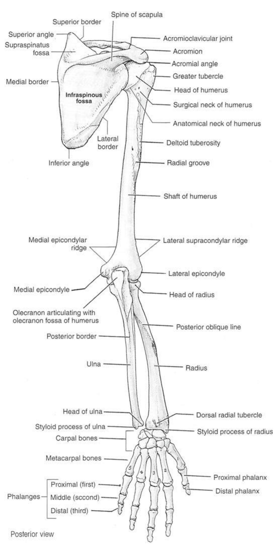 8. bones of the arm, posterior view. (from [78]. used with