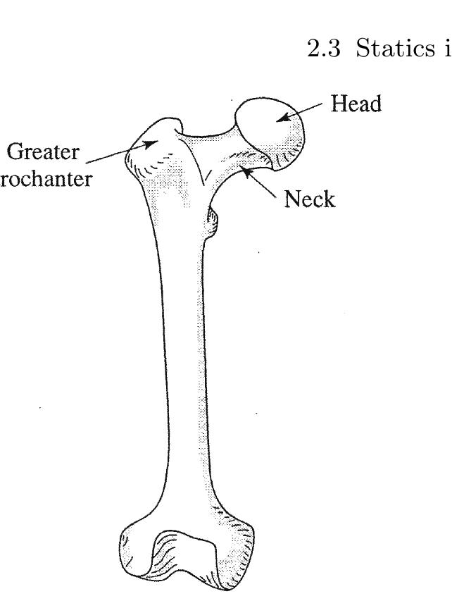 13. anterior view of right femur. (from [65])
