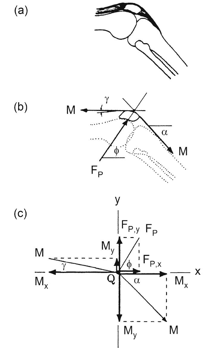 26. force diagram of the kneecap (patella) in equilibrium.