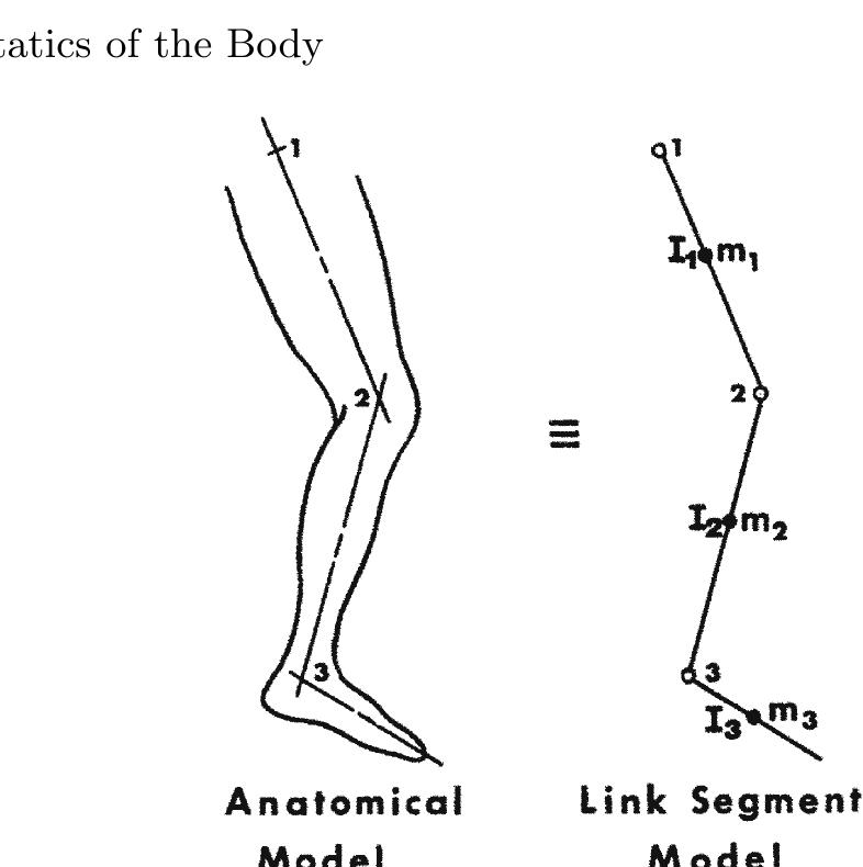 47. relationship between an anatomical model of the leg and