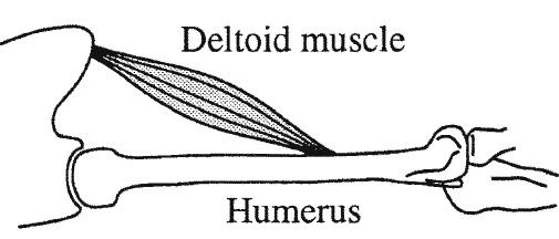 52. deltoid muscle during lifting with an outstretched arm.