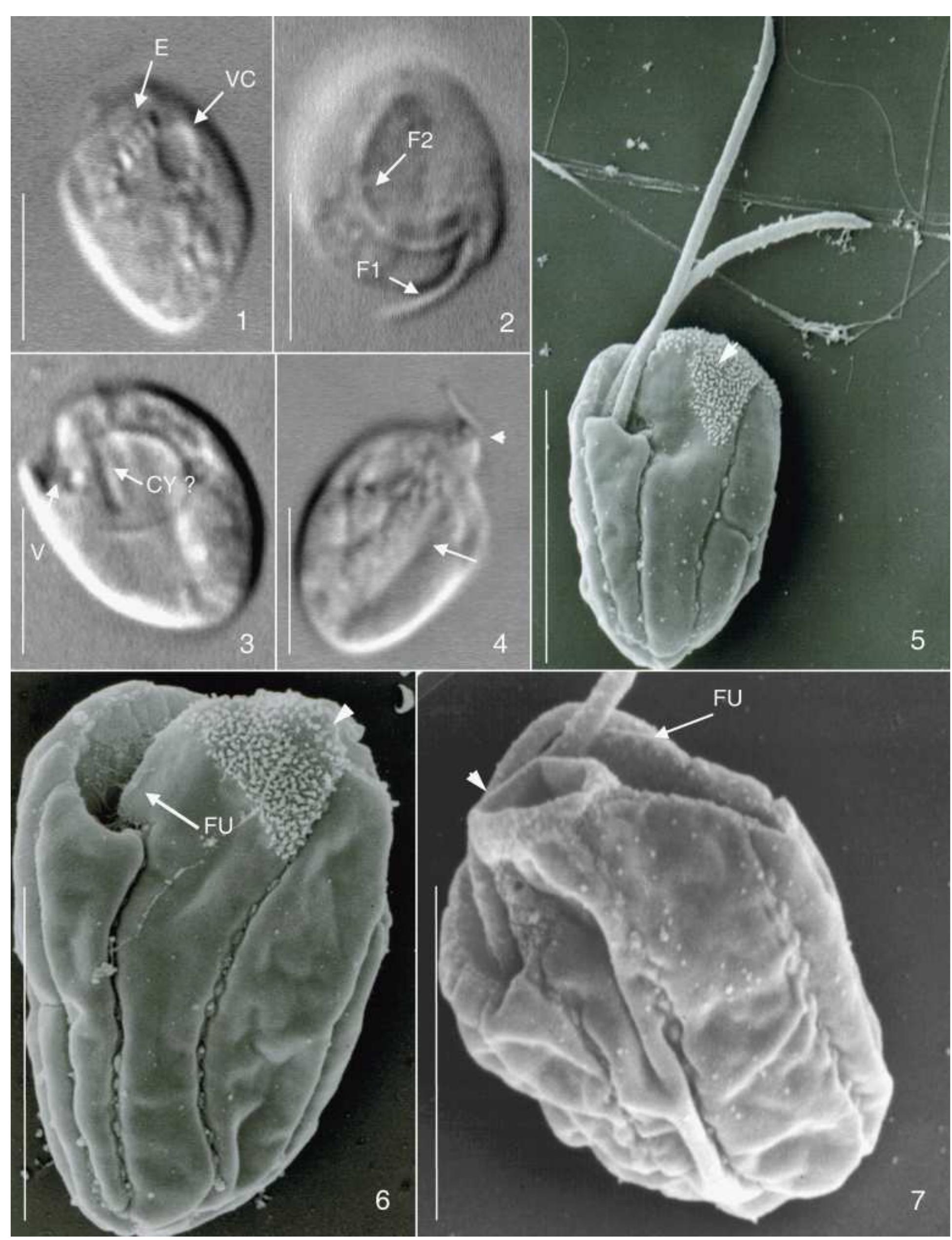 -7. morphology and ultrastructure of goniomonas aff.
