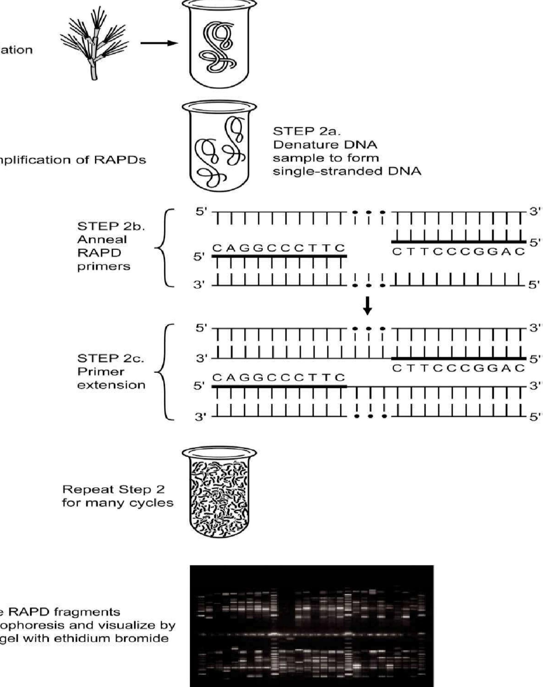 (PDF) The best Review on Genetic Markers