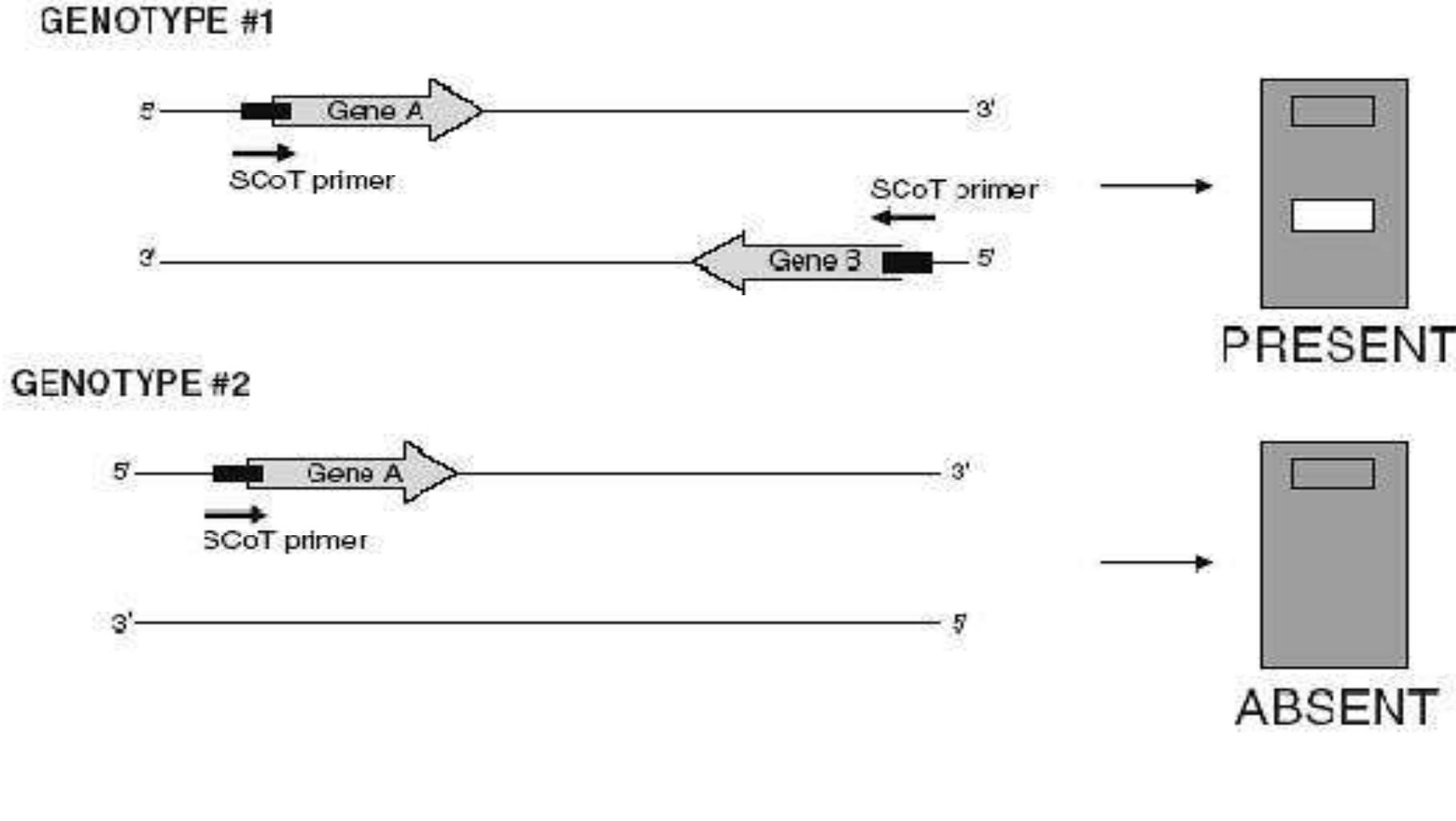 5. diagram showing principle of scot pcr amplification
