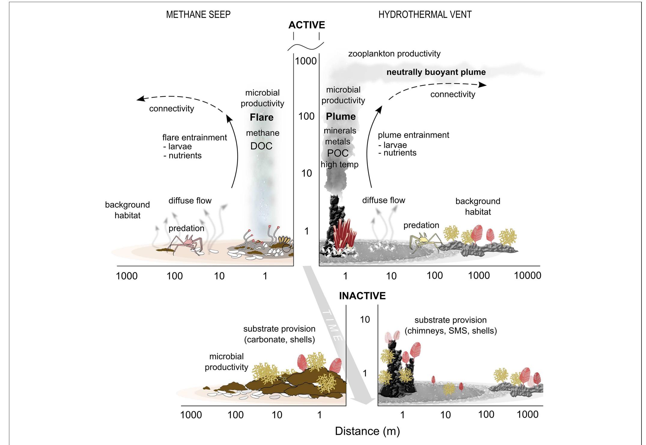 | schematic of seep and vent interactions with surrounding