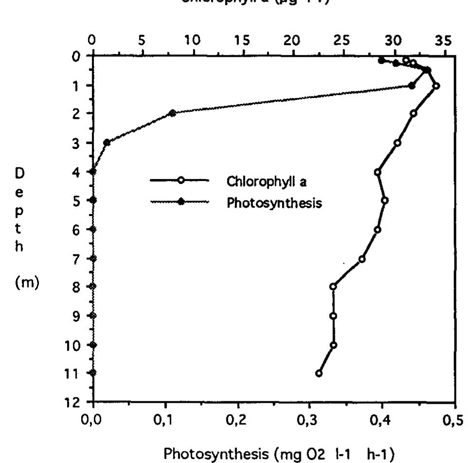 Typical vertical profiles of chlorophyll a and photo-