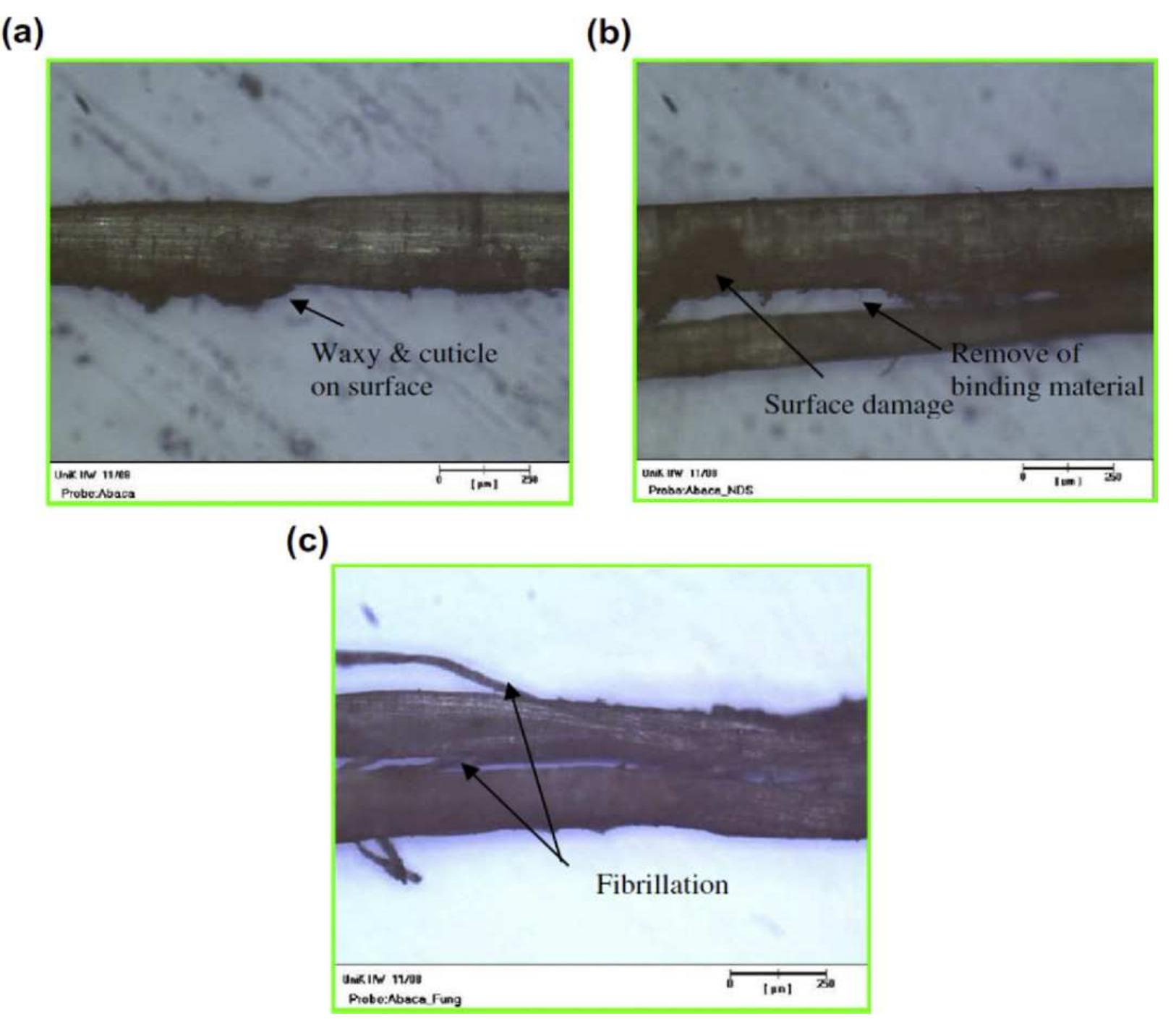 Micrograph of abaca fiber surface morphology (a) unmodified
