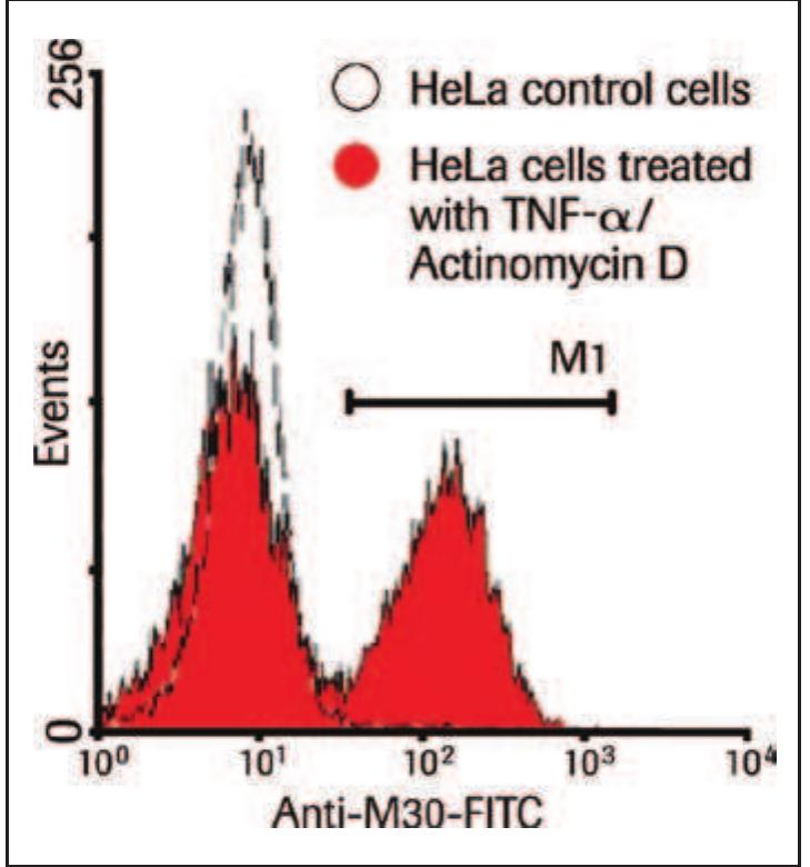 Facs analysis of apoptosis in hela cells, using m30