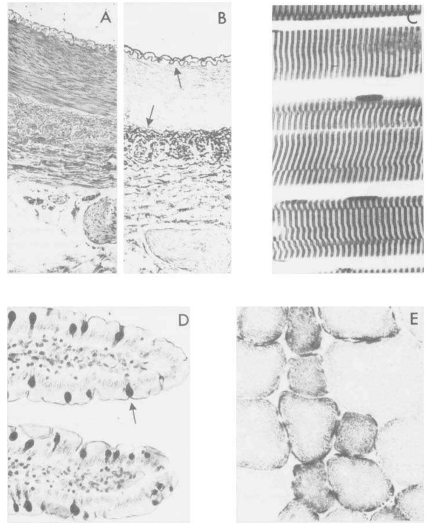 Figure 1 - Biological Stains and Their Uses