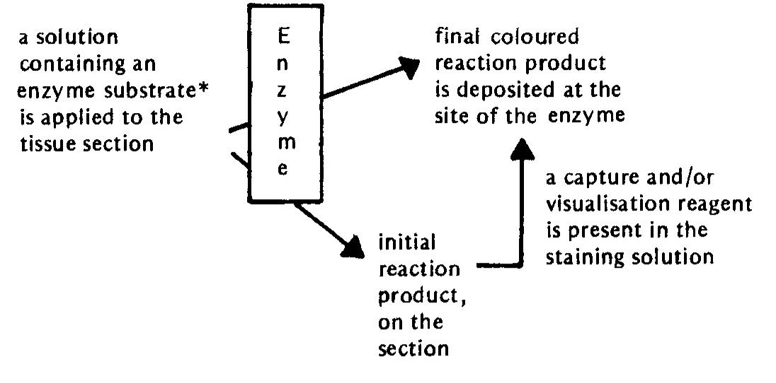 Some examples of visualisation/capture reactions