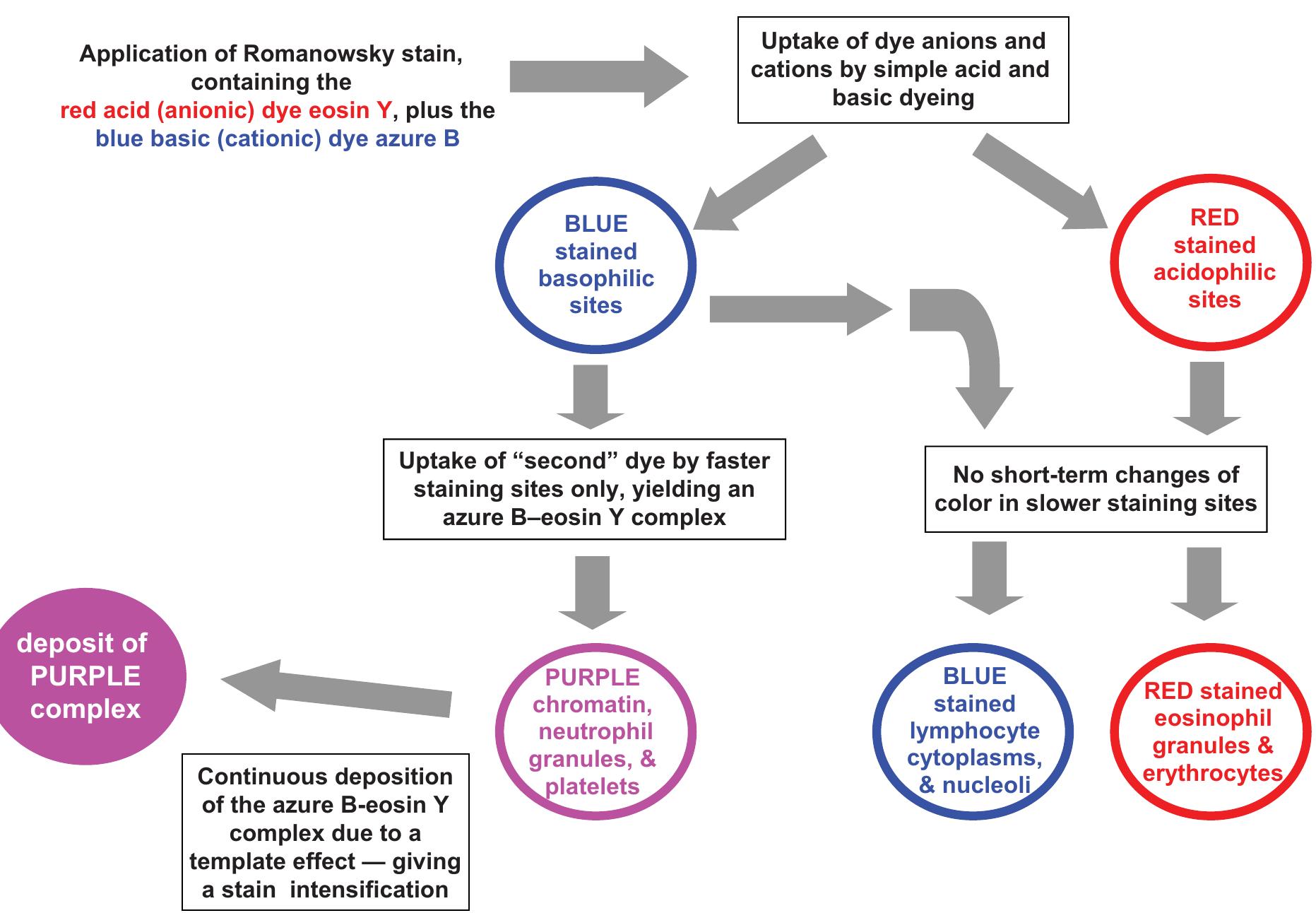 (PDF) How Romanowsky stains work and why they remain valuable ...
