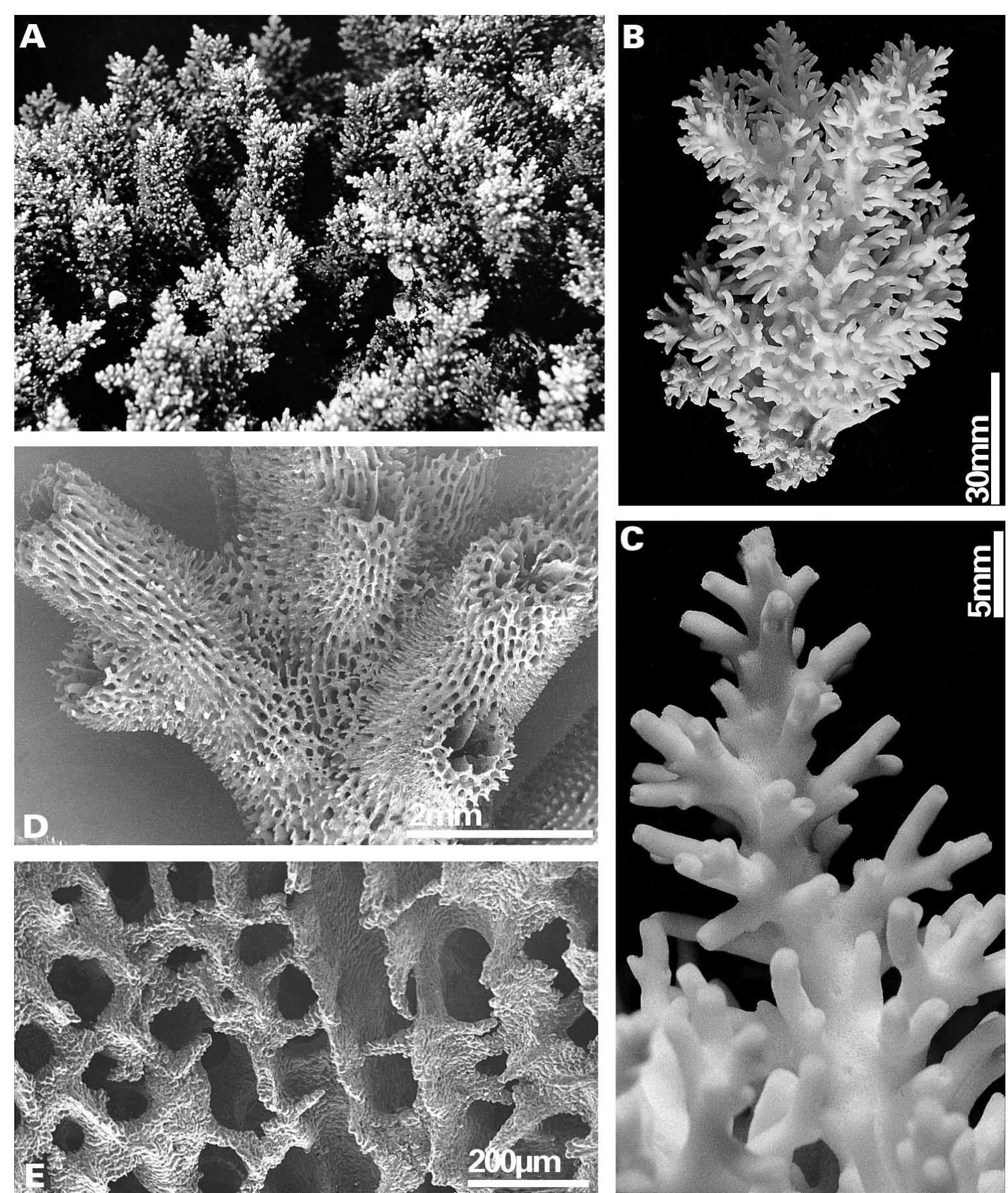Acropora carduus (a) at nain l, n. sulawesi; (b-e) g50347: