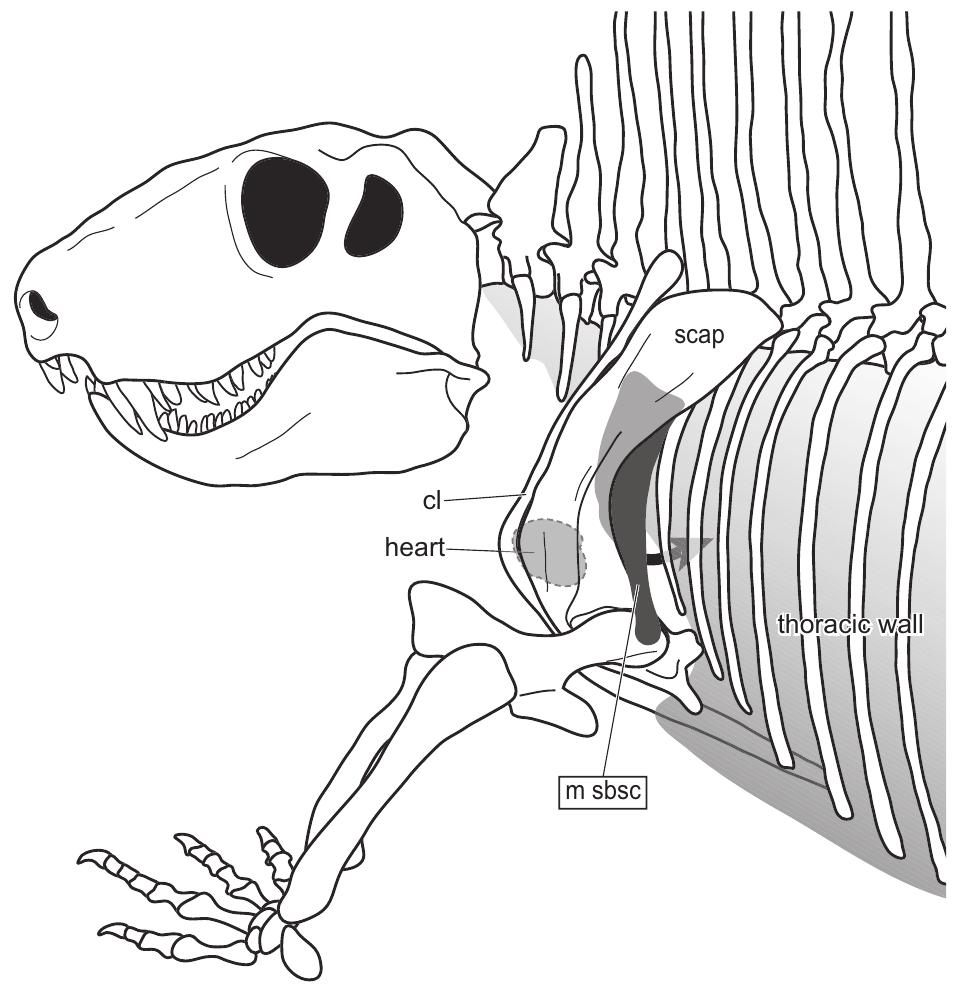 Reconstructed anatomy of the pectoral region of a