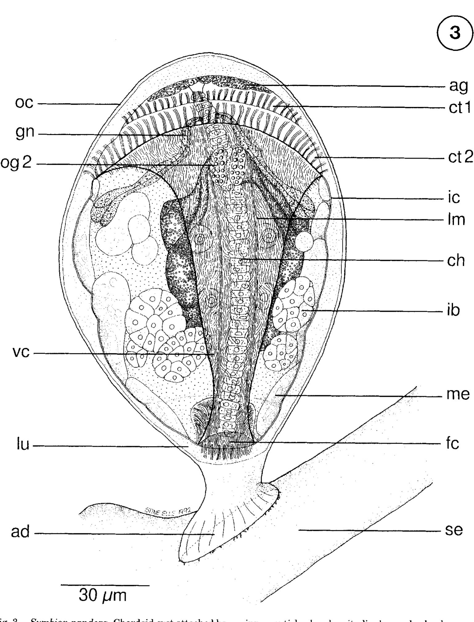 Figure 3 - The chordoid larva ofSymbion pandora