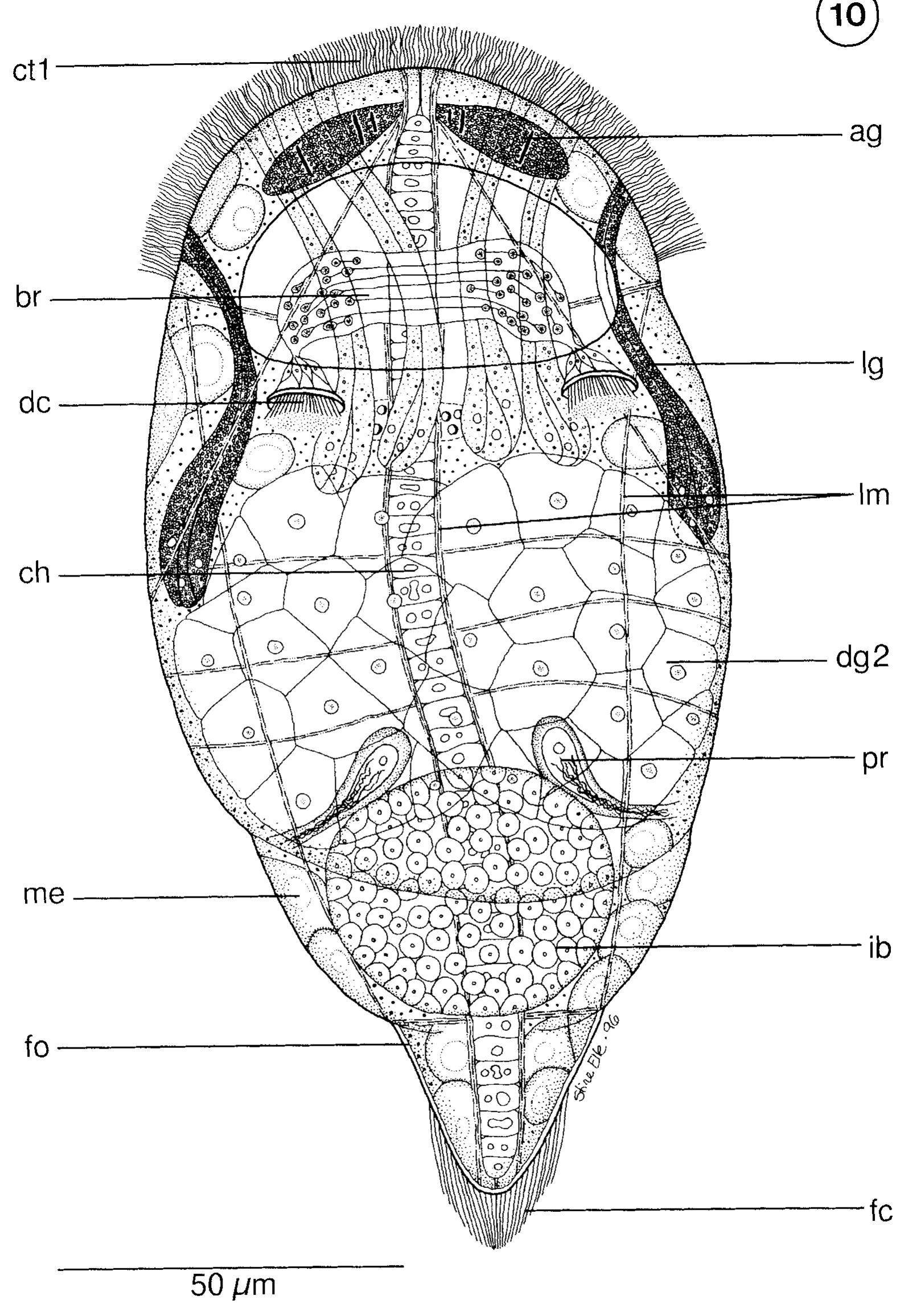 Symbion pandora. free chordoid larva, dor- sal view. the