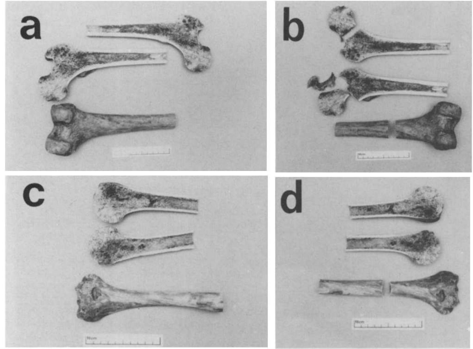 Skeletal remains from the mengele case. a, distal and