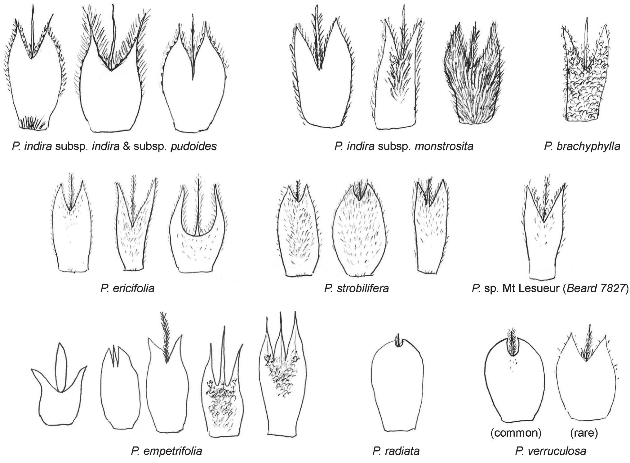 Flower-subtending bract morphology for the species with
