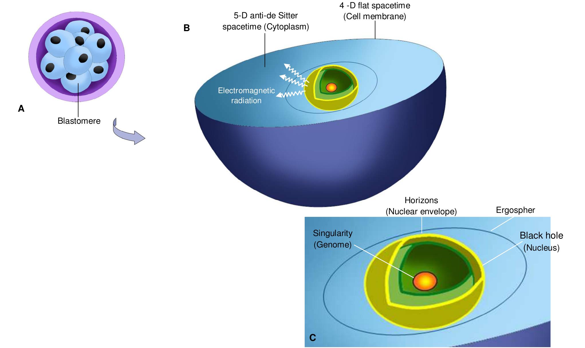 (PDF) The cellular universe: A new cosmological model based on the ...
