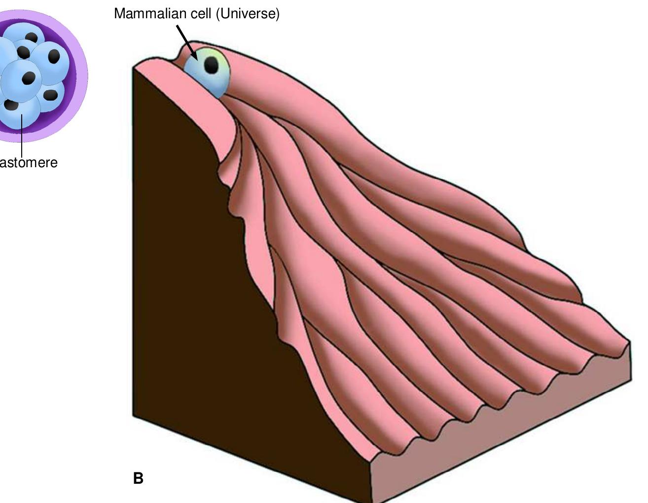 (PDF) The cellular universe: A new cosmological model based on the ...