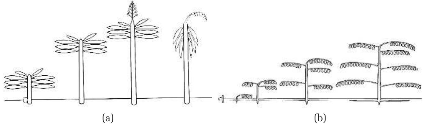 1. example of monoaxial (a) and polyaxial trees (b)