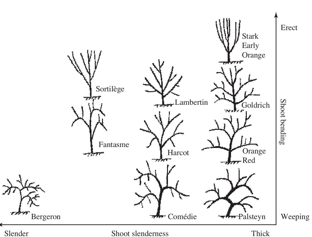 7. qualitative classification of apricot varieties observed