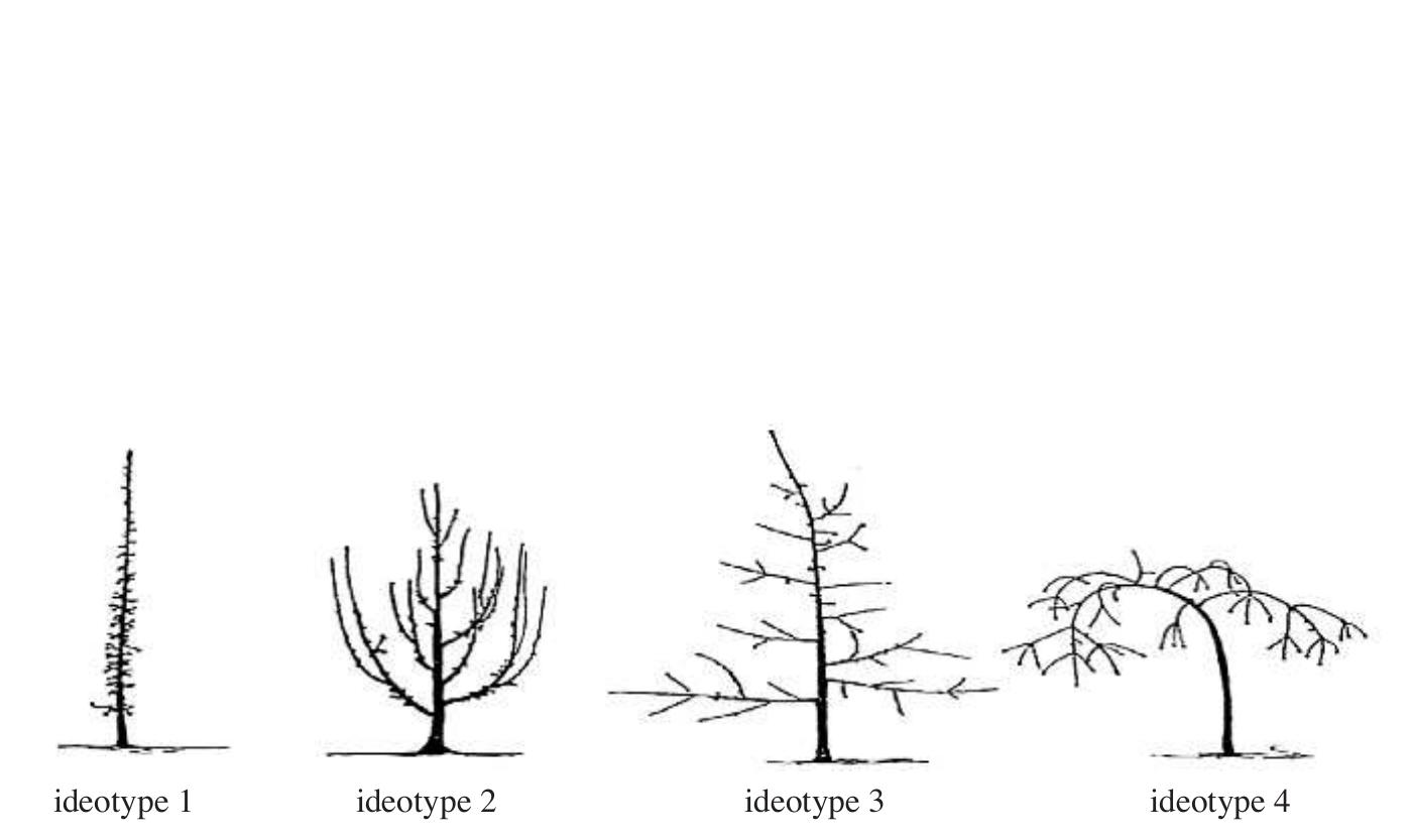 8. apple ideotypes from spur (type i) to weeping trees (type