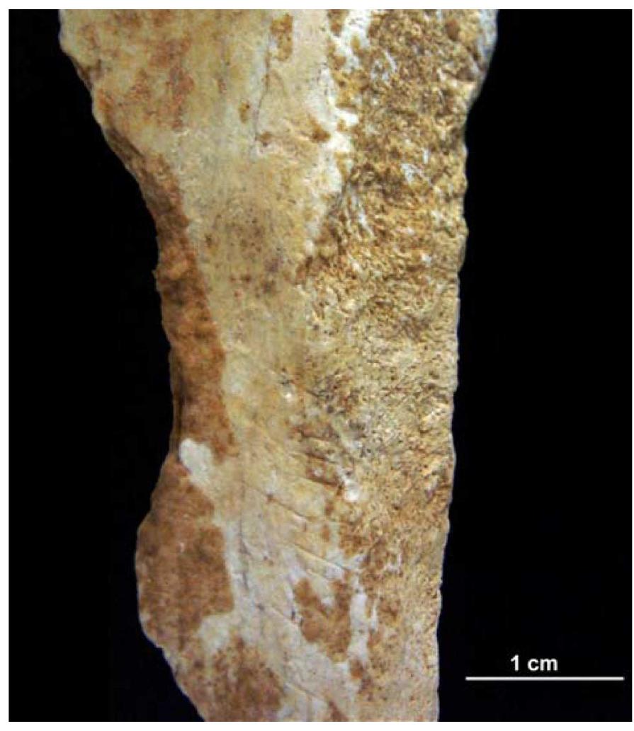 Large bovid femur, distal shaft, with cut marks, calciurr