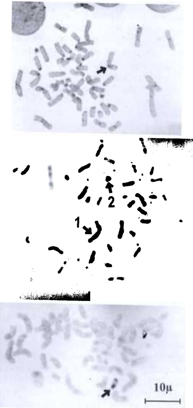 Fic. 4.—comparison of c-banded karyotypes. a) the