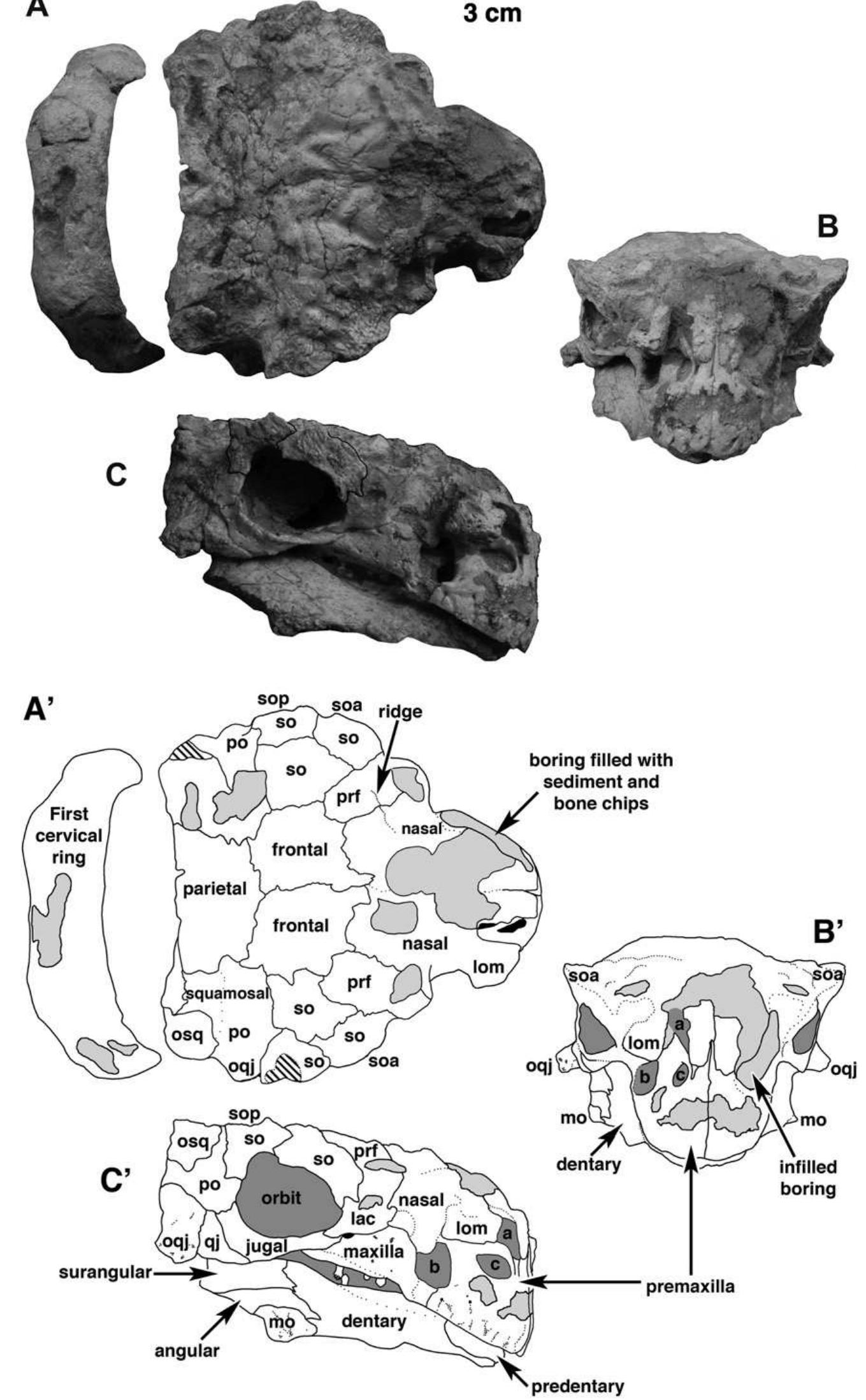 Ivpp v16853, pinacosaurus grangeri, in dorsal (a, a’),