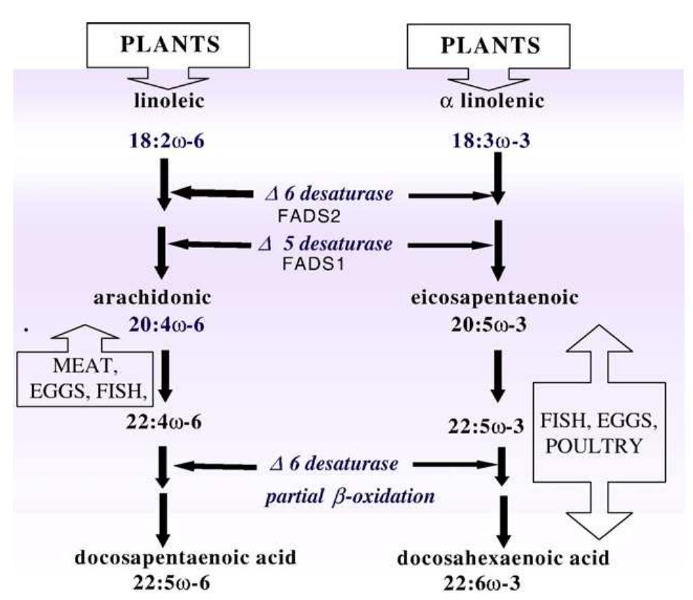 - schematic of the desaturation and elongation of essential