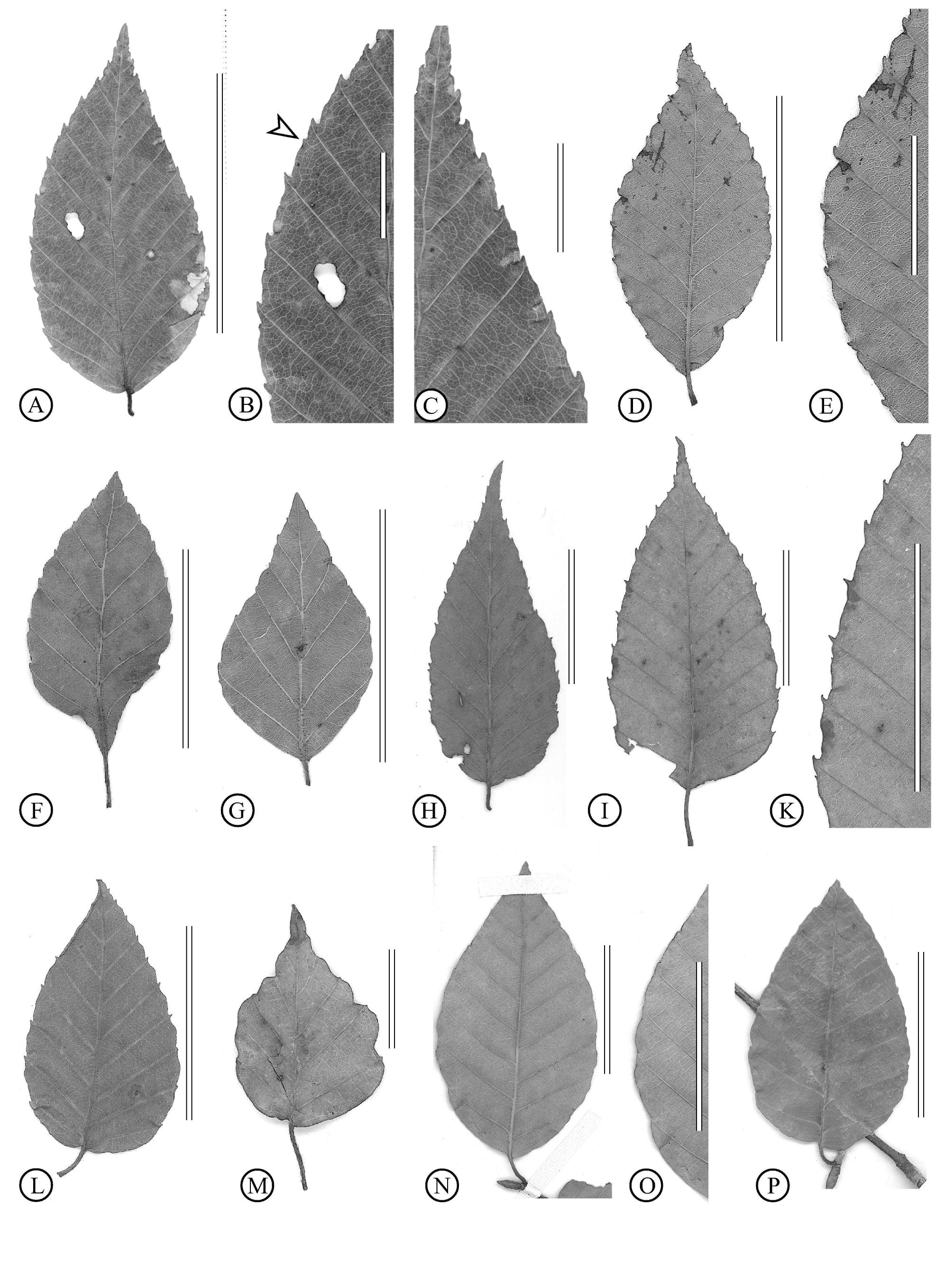 Figure 7 - Revision of Fagus from the Cenozoic of Europe and