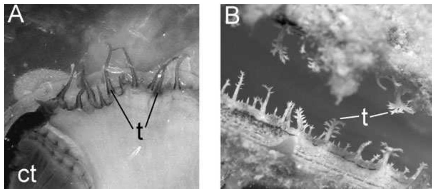 Tentacle morphology. a, simple tentacles on if-2 at