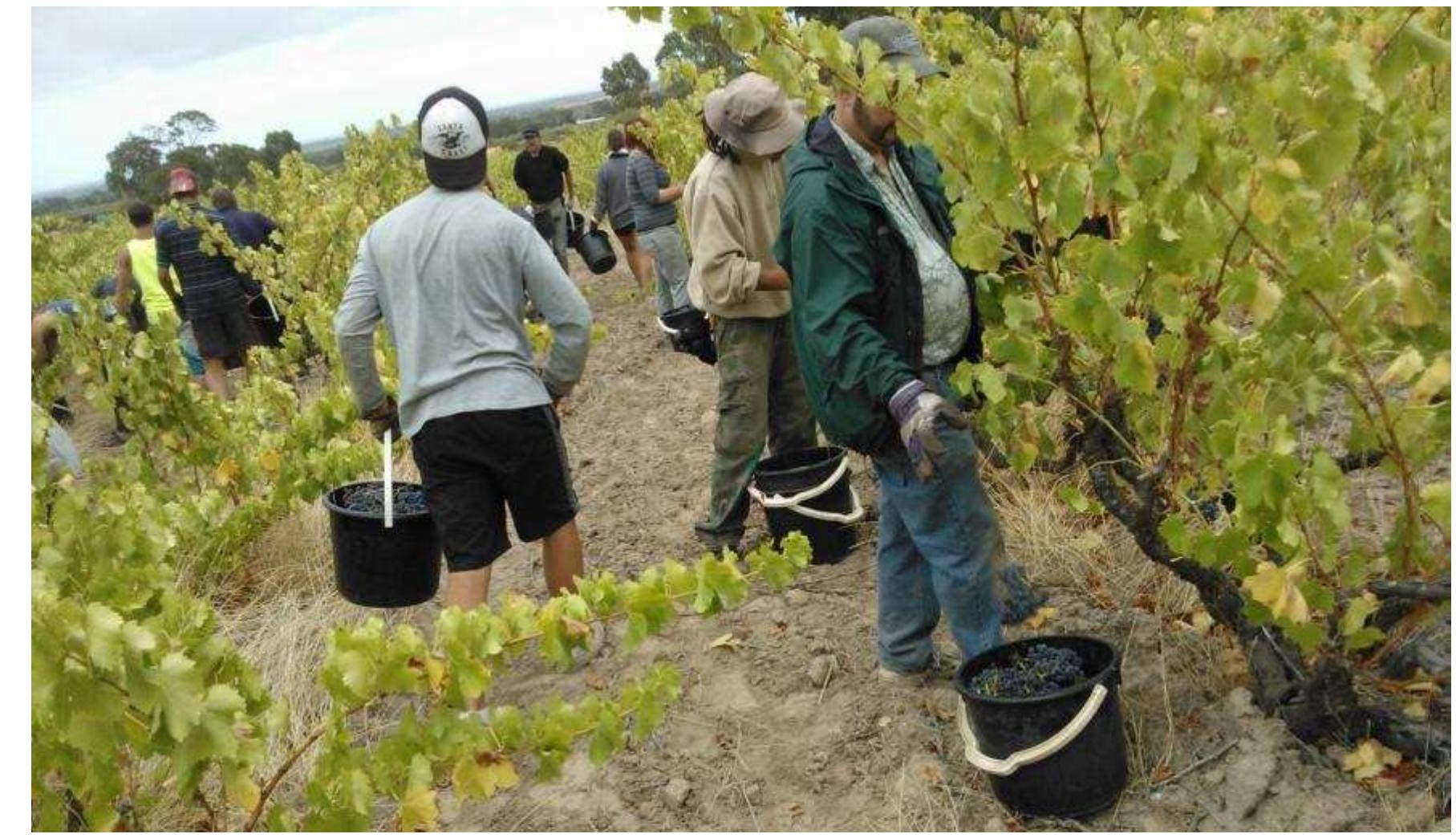 Harvest, noon vineyards